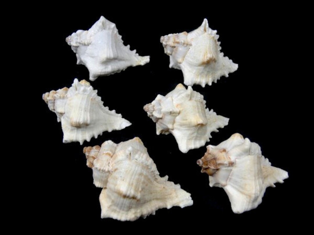 6 Murex Ramosus Seashells Spiked Murex Craft Seashells Beach Décor ...