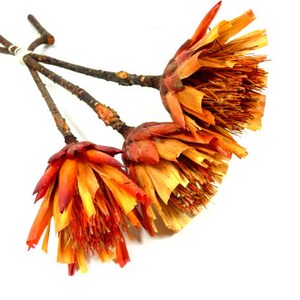3 Red Orange Dried Sugarbush Plants Cut Flowers Flower Arrangement ...