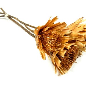 3 Beige Cream Dried Sugarbush Plants Cut Flowers Flower Arrangement ...