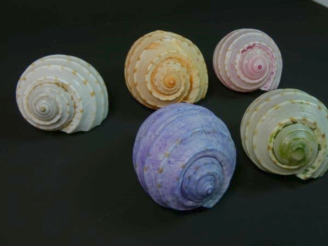 1 Big Seashell Craft Seashells Beach Decor Craft Shells Set of ...