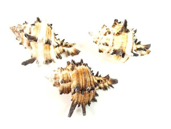 3 Spiked Murex Seashells Lace Murex Craft Seashells Beach - Etsy