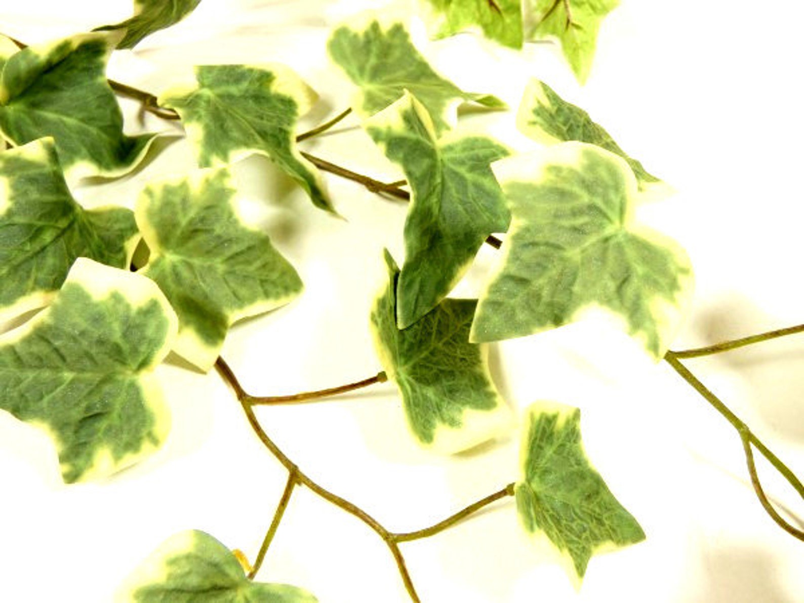 1 Fake English Ivy Plant Hedera Helix Artificial Leaves - Etsy