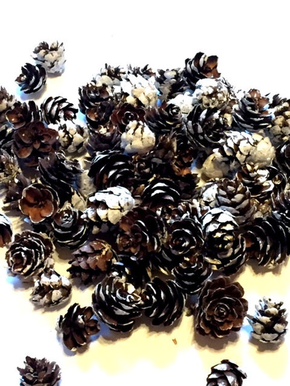 25 Small Pine Cones Brown White Pine Cones Craft Supplies | Etsy