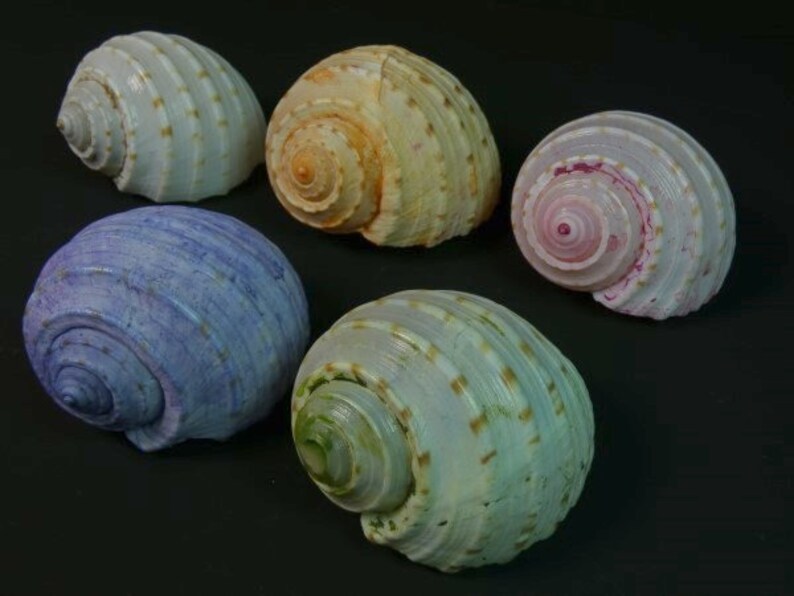 1 Big Seashell Craft Seashells Beach Decor Craft Shells Set of ...