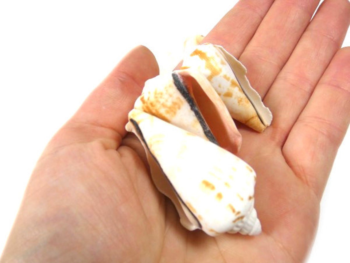 230 Grams Crown Cone Seashells Craft Seashells Beach Decor Craft Shells ...