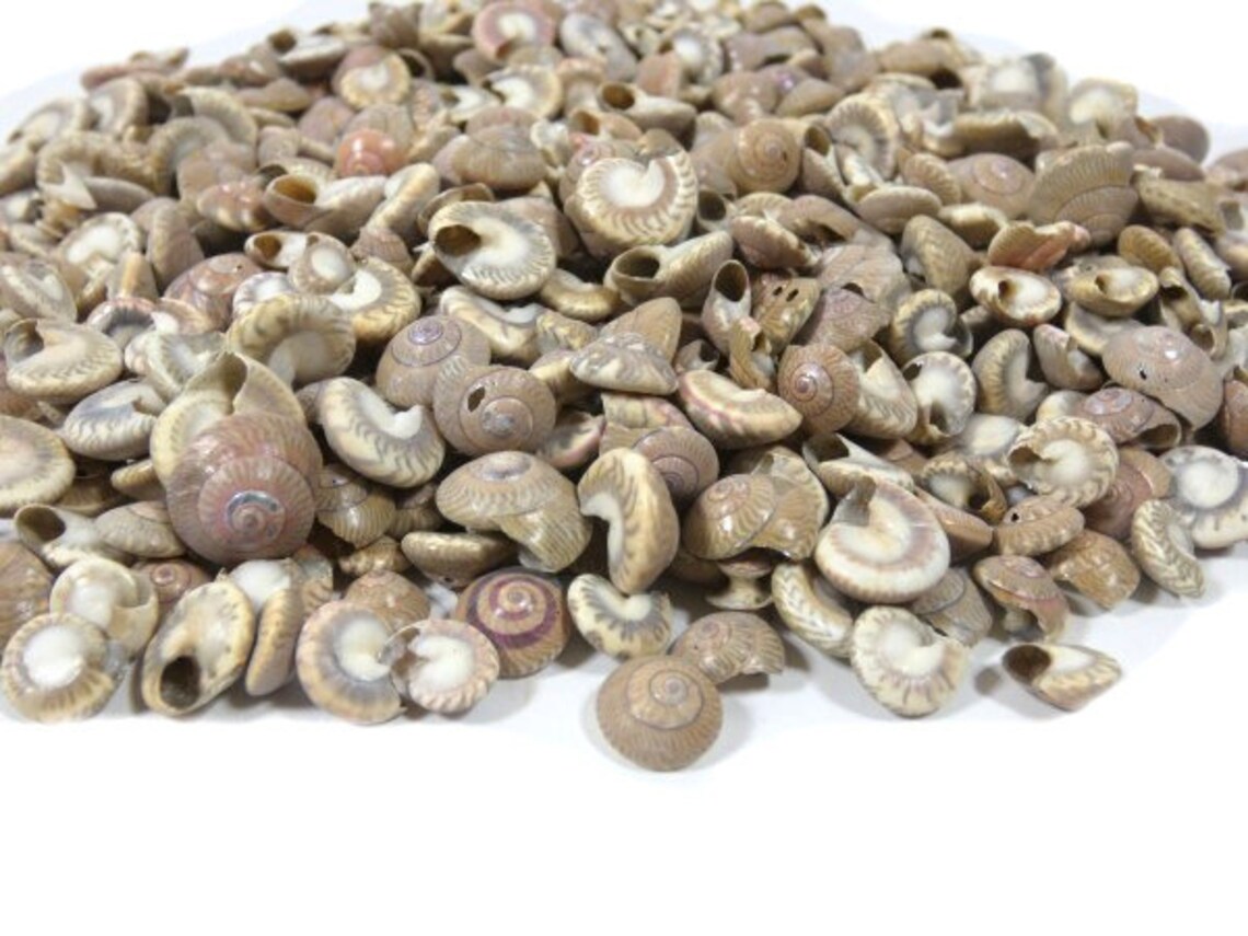 100 Grams Mini Sundial Seashells Craft Seashells Beach Decor Craft ...