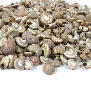 100 Grams Mini Sundial Seashells Craft Seashells Beach Decor Craft ...