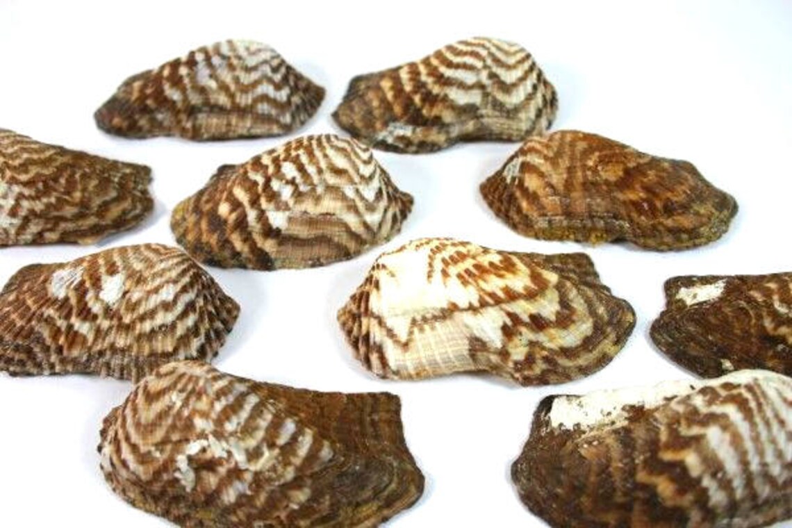 10 Turkey Wing Seashells Craft Seashells Beach Decor Craft | Etsy