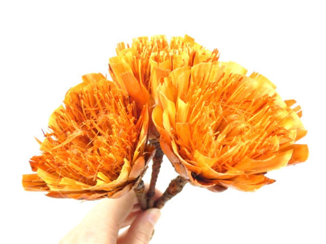 3 Orange Dried Sugarbush Plants Cut Flowers Flower Arrangement Dried ...