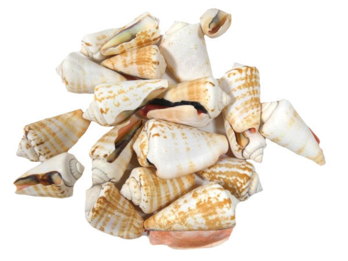 230 Grams Crown Cone Seashells Craft Seashells Beach Decor Craft Shells ...