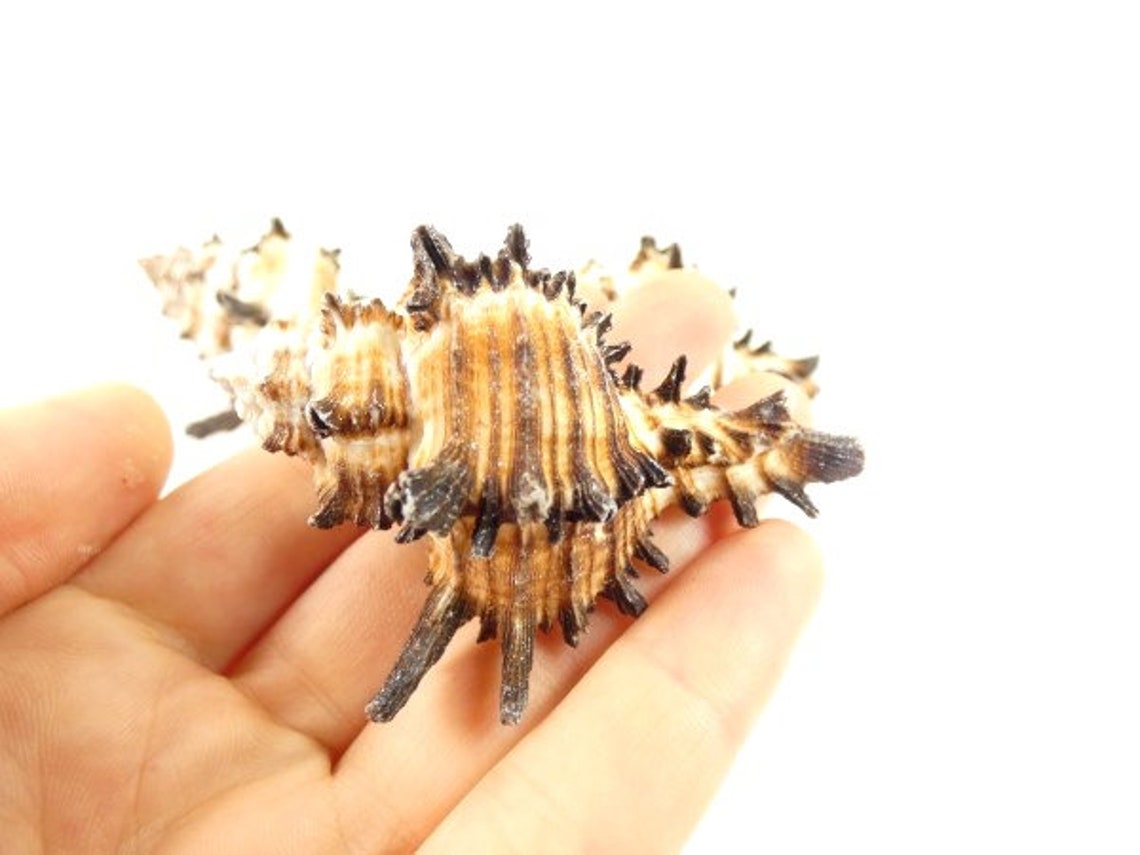 3 Spiked Murex Seashells Lace Murex Craft Seashells Beach | Etsy