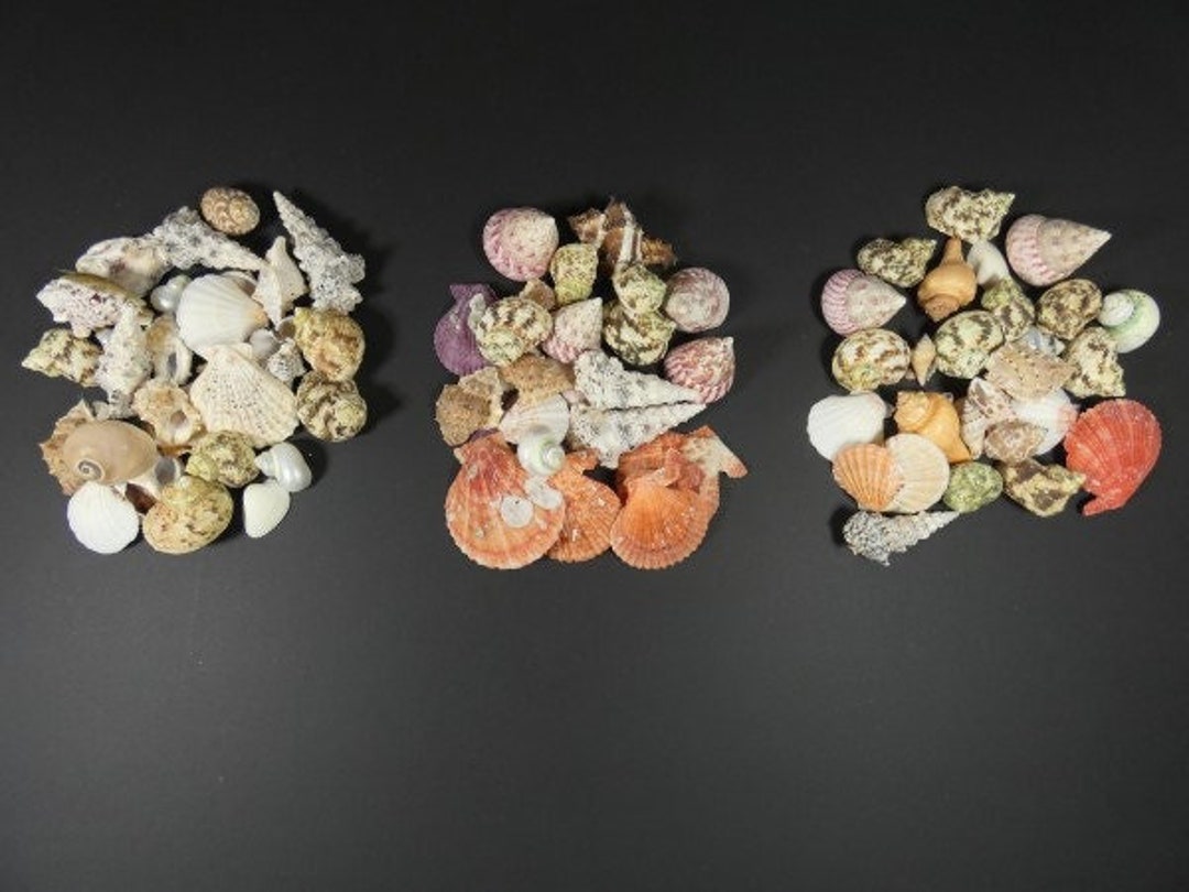 500 Grams Mix of Big Seashells Craft Seashells Beach Decor Craft Shells ...