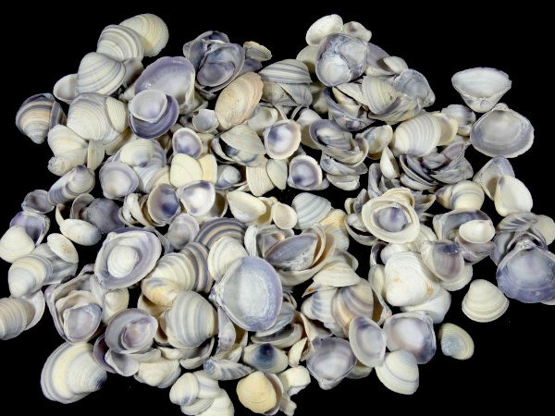170 Grams Purple Gray Clam Seashells Craft Seashells Beach Décor Craft ...