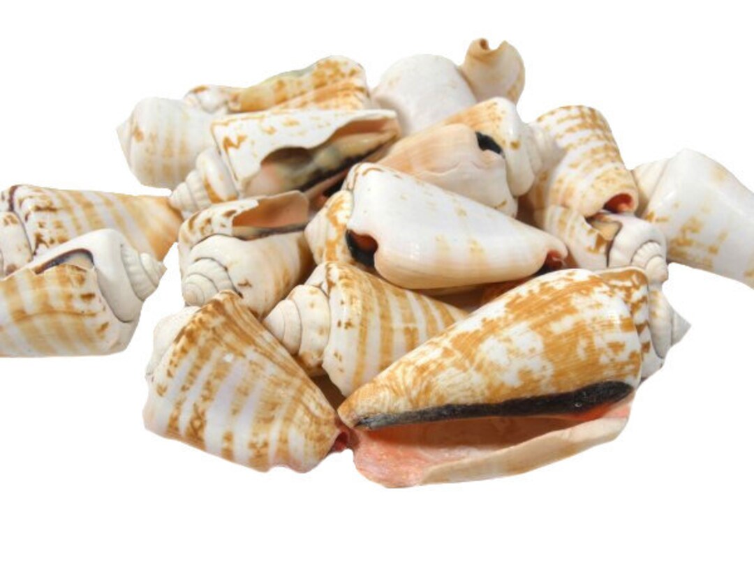 230 Grams Crown Cone Seashells Craft Seashells Beach Decor Craft Shells ...