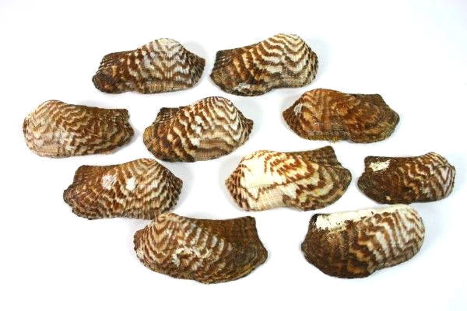 10 Turkey Wing Seashells Craft Seashells Beach Decor Craft Shells Set ...