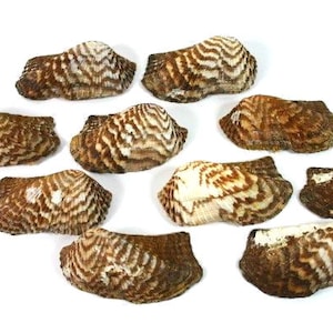 10 Turkey Wing Seashells Craft Seashells Beach Decor Craft Shells Set ...