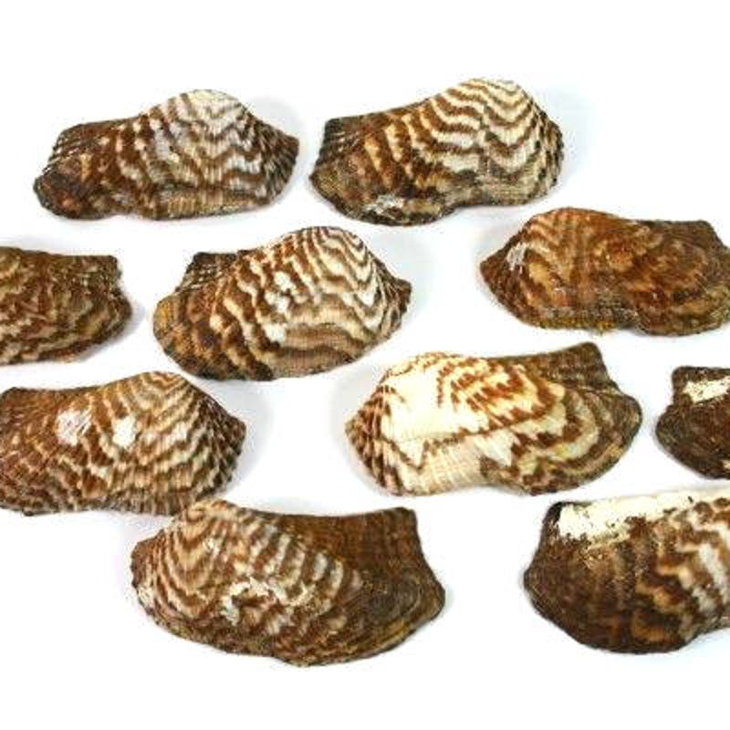 Turkey Wing Shells - Etsy