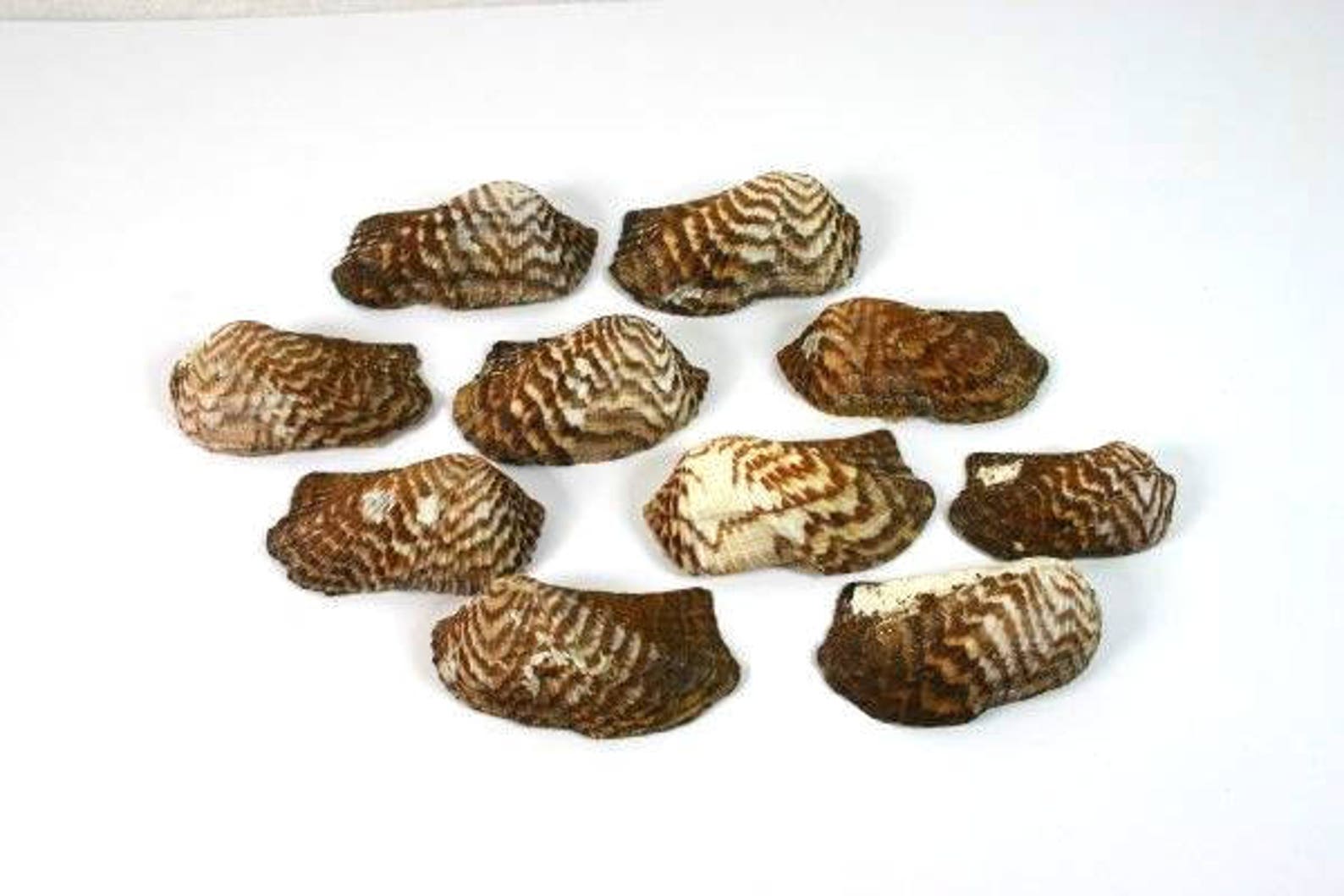 10 Turkey Wing Seashells Craft Seashells Beach Decor Craft Shells Set ...