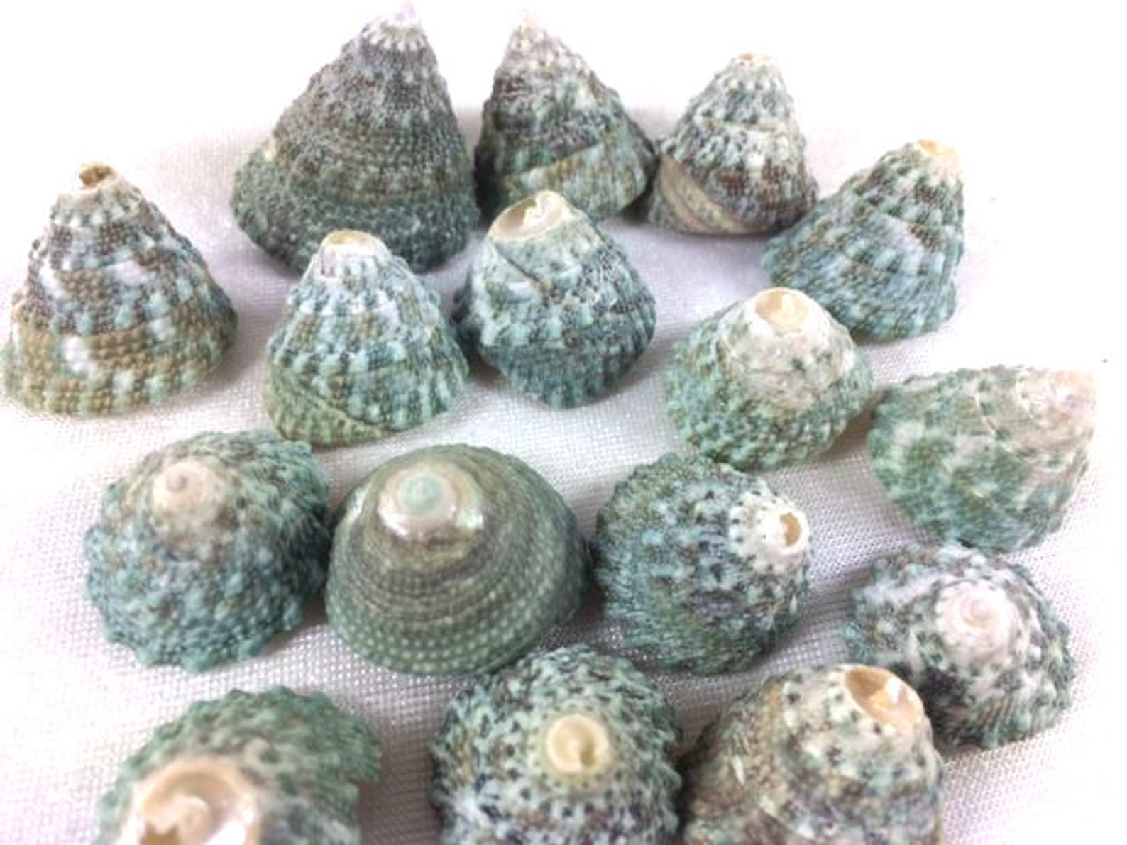 15 Green Trochus Seashells Craft Seashells Beach Decor Craft | Etsy