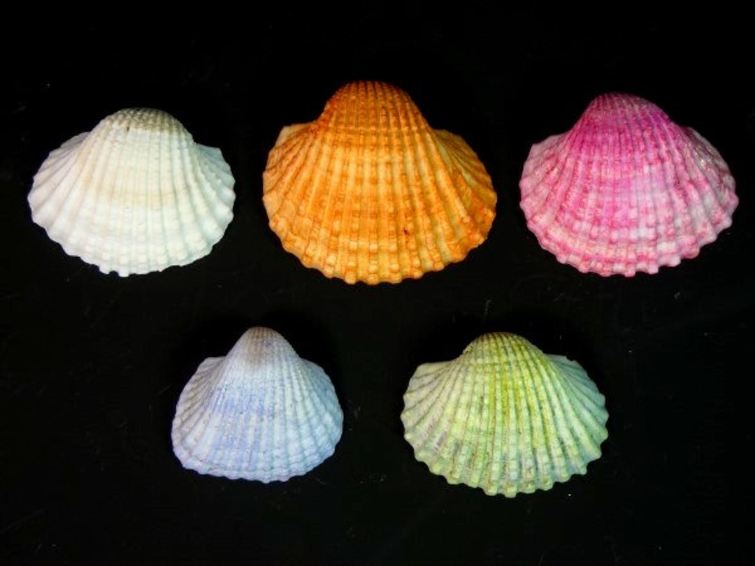 10 Ark Seashells Cockle Shells Craft Seashells Beach Decor Craft Shells ...