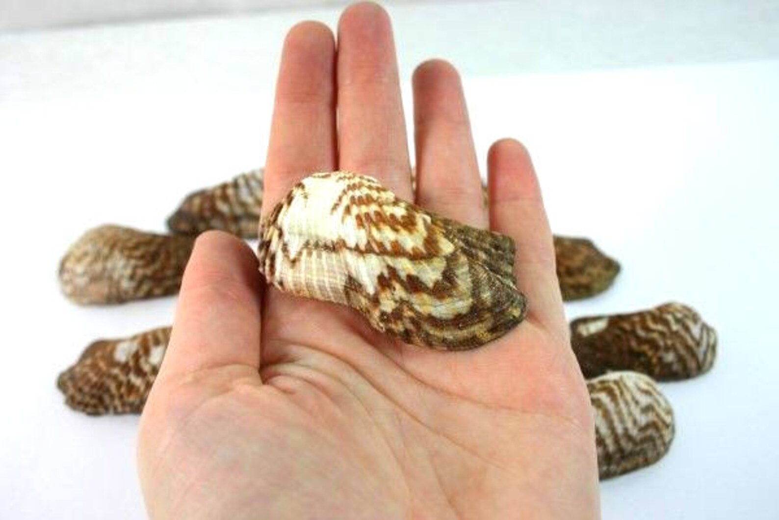 10 Turkey Wing Seashells Craft Seashells Beach Decor Craft Shells Set ...