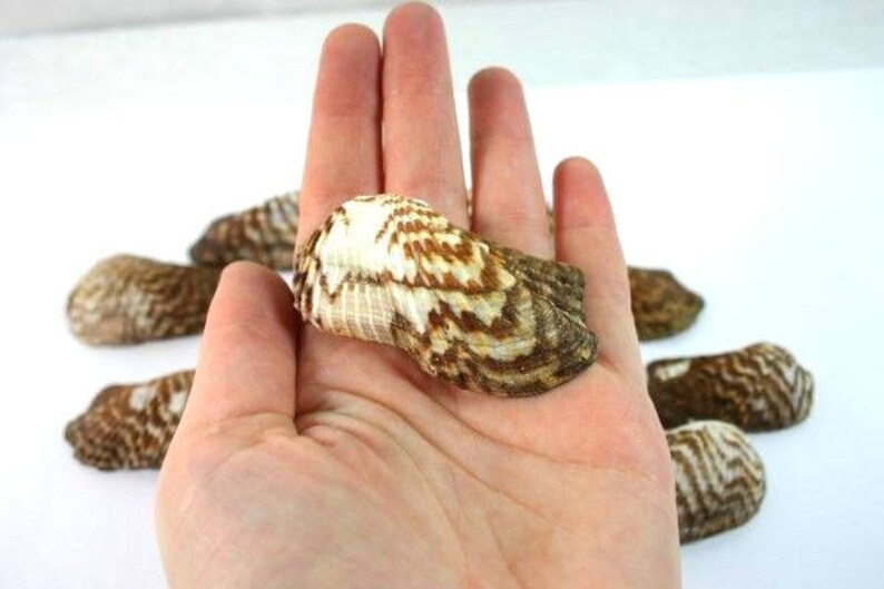 10 Turkey Wing Seashells Craft Seashells Beach Decor Craft - Etsy