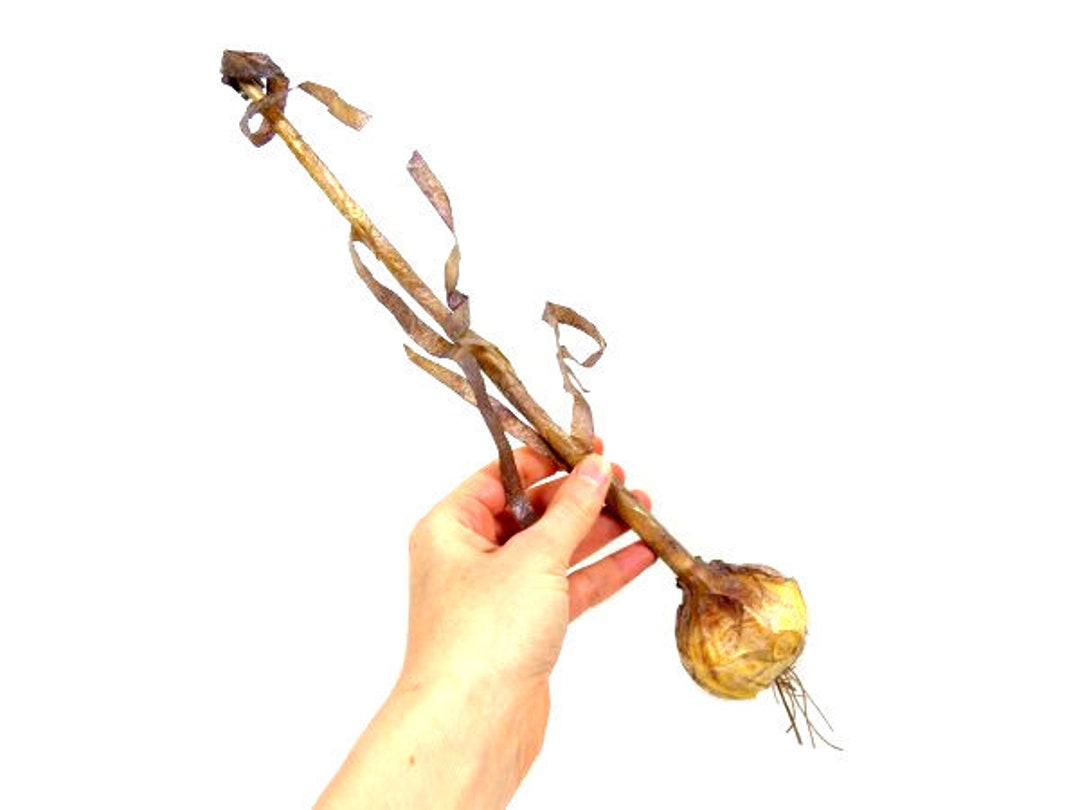 1 Big Fake Garlic Artificial Garlic Fake Vegetable Centerpiece Flower ...