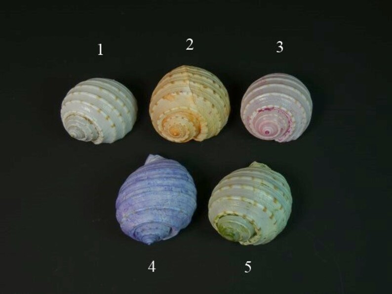 1 Big Seashell Craft Seashells Beach Decor Craft Shells Set of ...