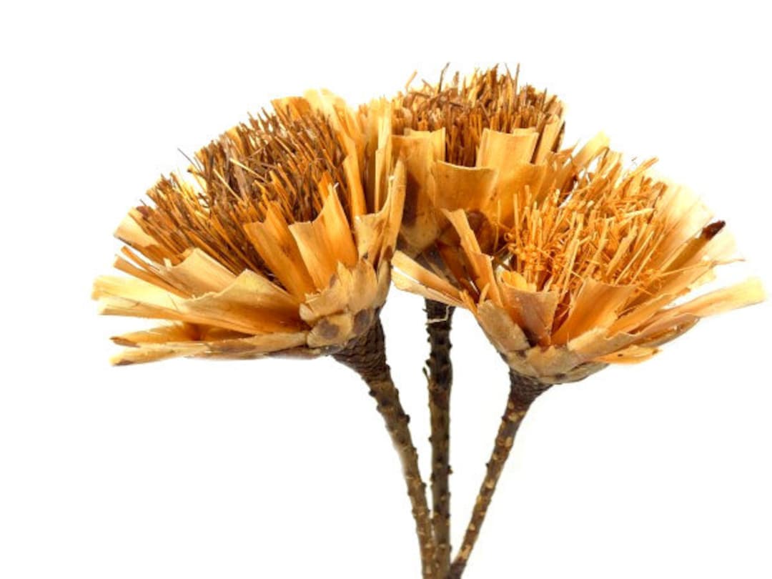 3 Beige Cream Dried Sugarbush Plants Cut Flowers Flower Arrangement ...
