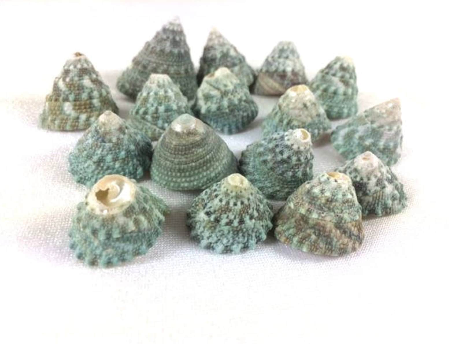 15 Green Trochus Seashells Craft Seashells Beach Decor Craft | Etsy