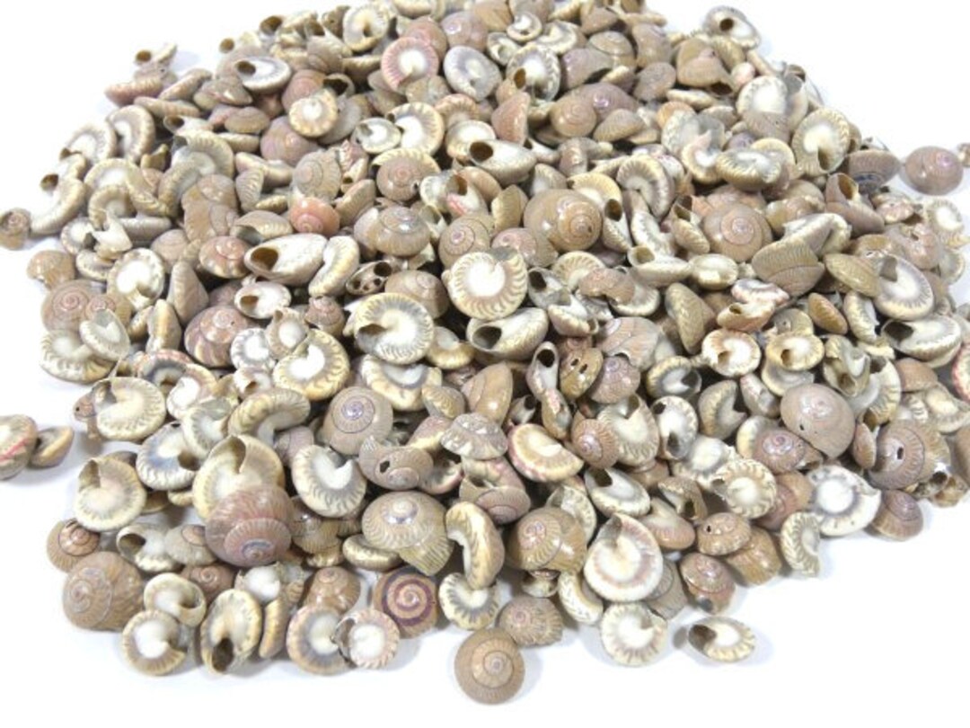 100 Grams Mini Sundial Seashells Craft Seashells Beach Decor Craft ...