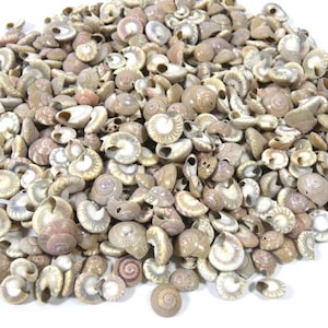 100 Grams Mini Sundial Seashells Craft Seashells Beach Decor Craft ...