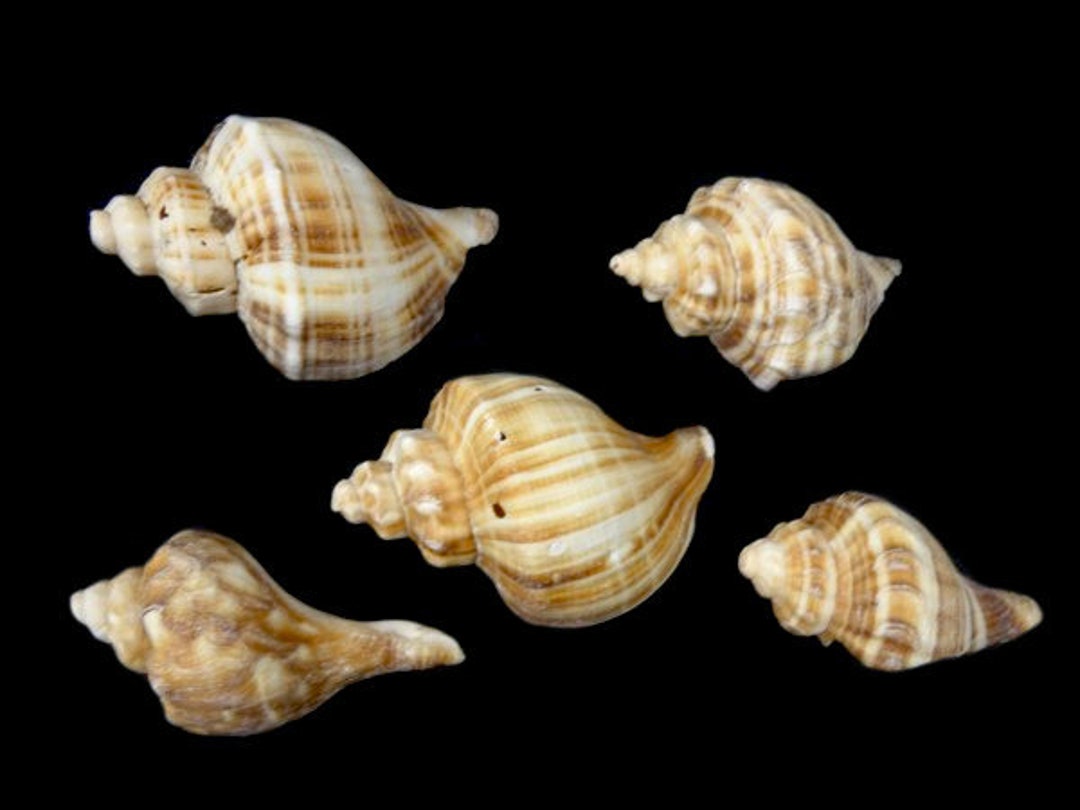 5 Whelk Seashells Craft Seashells Beach Décor Craft Shells Set of ...