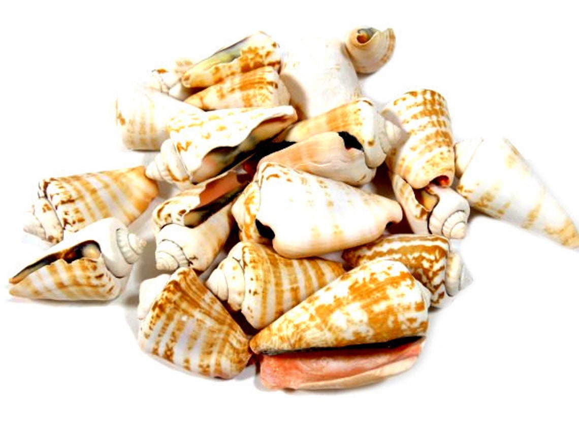 230 Grams Crown Cone Seashells Craft Seashells Beach Decor Craft Shells ...