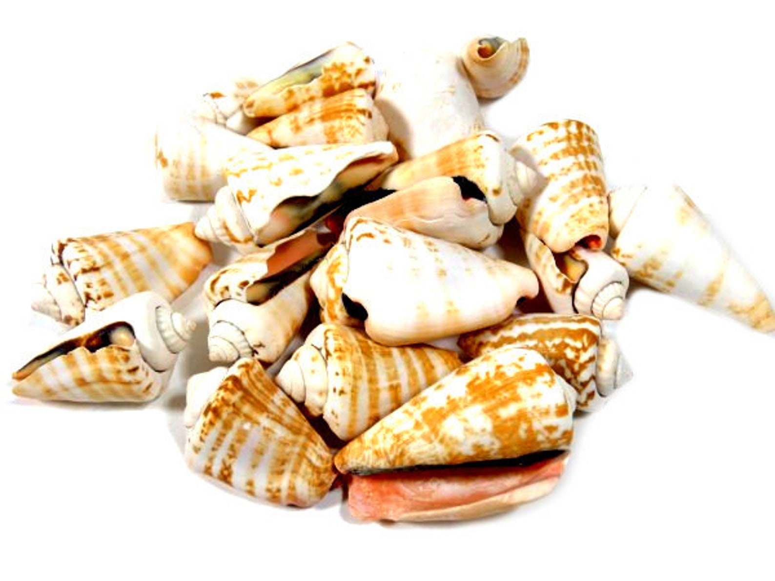 230 Grams Crown Cone Seashells Craft Seashells Beach Decor Craft Shells ...