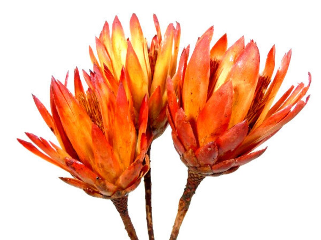 3 Red Orange Dried Sugarbush Plants Flowers Flower Arrangement Dried ...