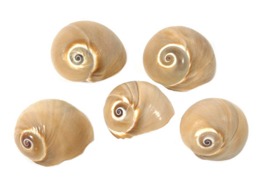 5 Shark Eye Moon Snail Seashells Craft Seashells Beach Decor Craft ...