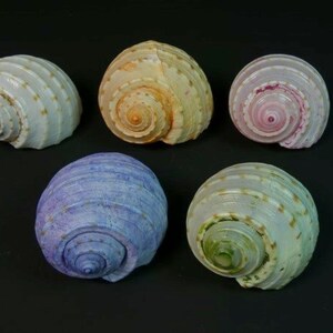 1 Big Seashell Craft Seashells Beach Decor Craft Shells Set of ...