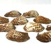 10 Turkey Wing Seashells Craft Seashells Beach Decor Craft Shells Set ...
