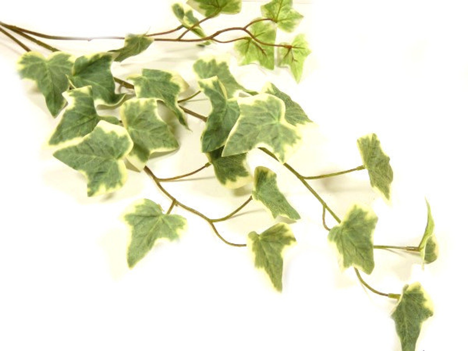 1 Fake English Ivy Plant Hedera Helix Artificial Leaves - Etsy
