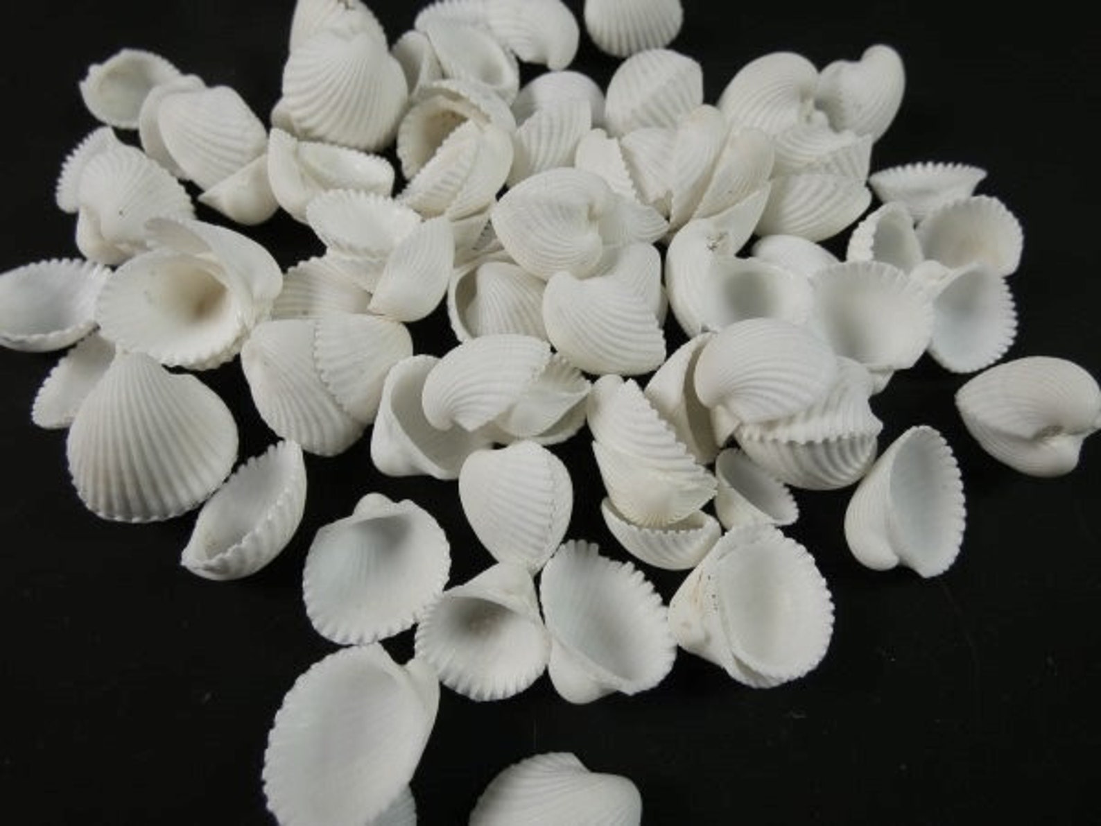 50 Small White Ark Seashells Craft Seashells Beach Decor Craft - Etsy