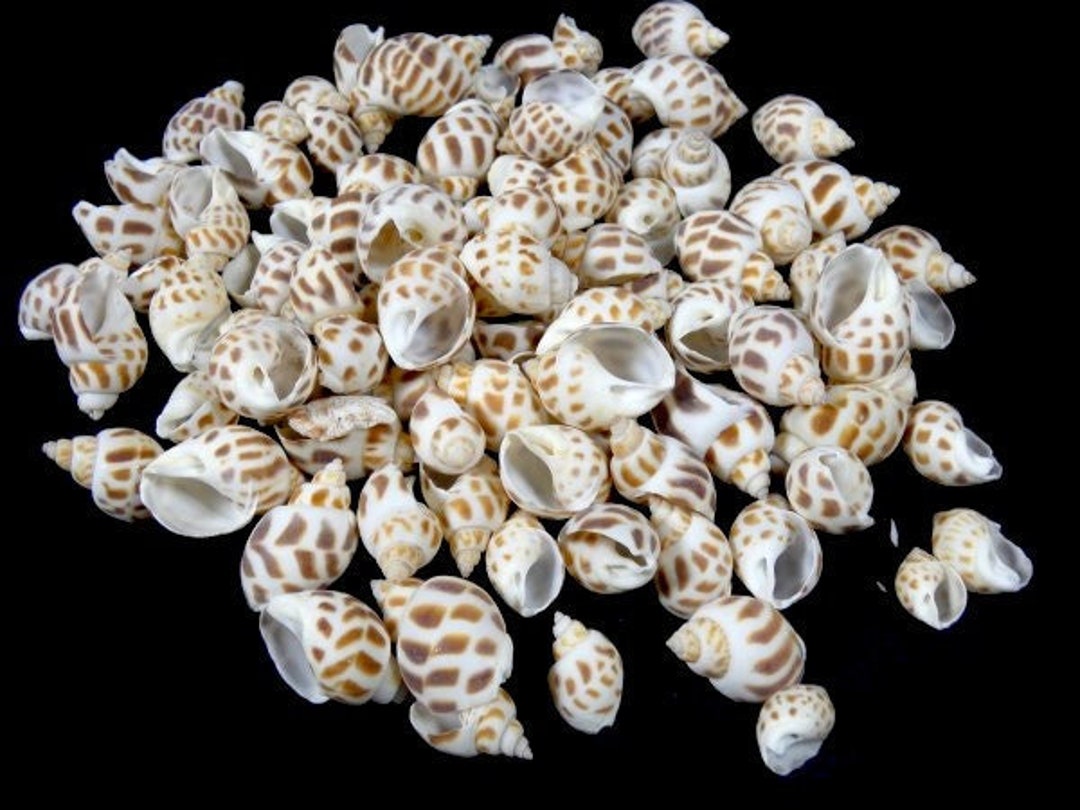 150 Grams Babylonia Seashells Craft Seashells Beach Decor Craft Shells ...