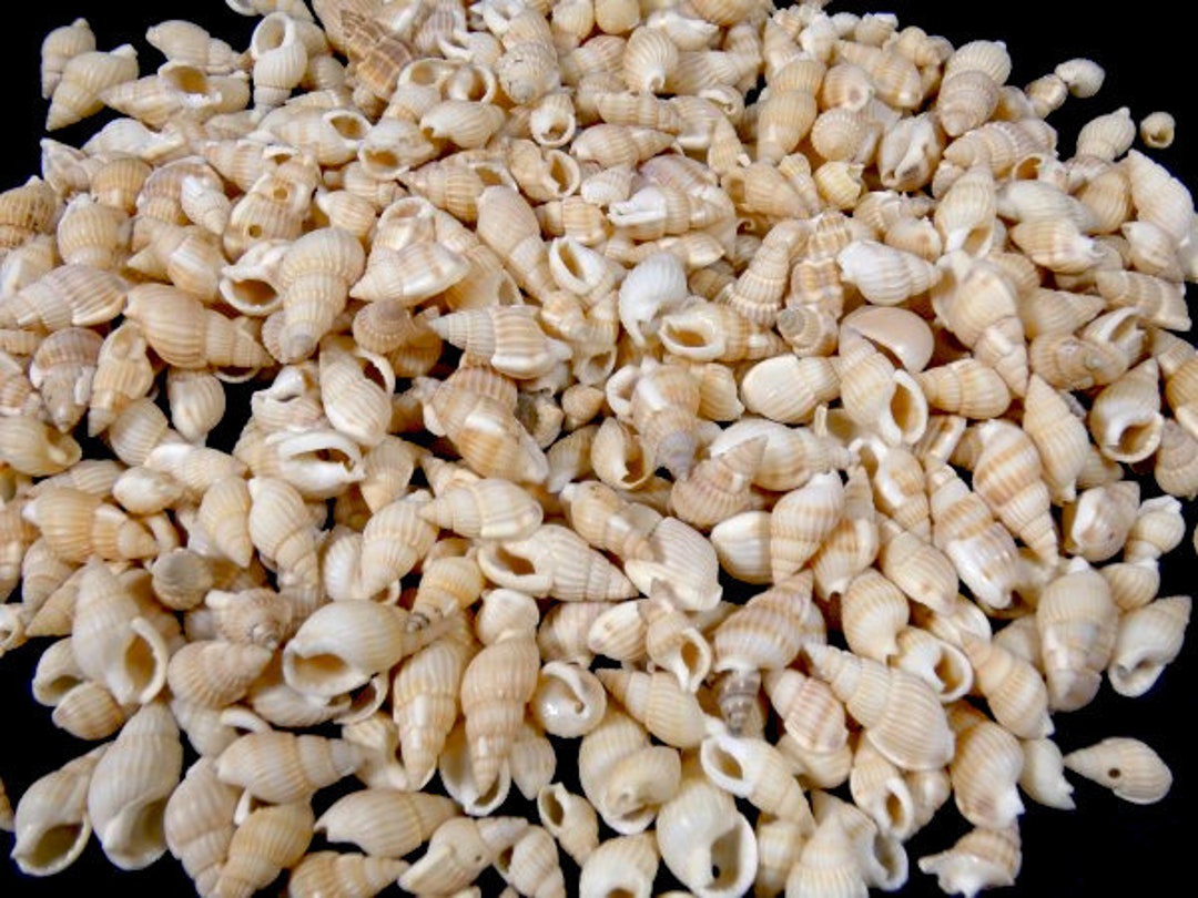 190 Grams Mini Beaded Mitra Mitre Shells Craft Seashells Beach Decor ...