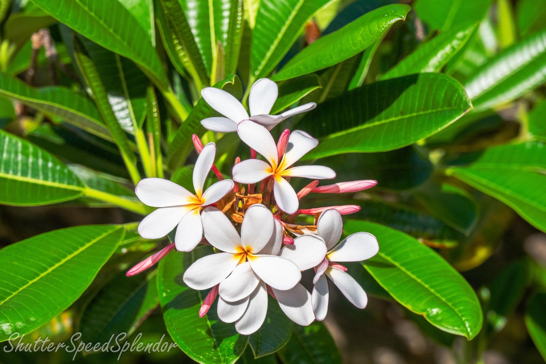 Temple Tree Flowers, Maui Floral Prints, Hawaiian Island Vegetation ...