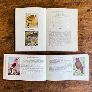 Vintage Bird Field Guides, Bird Guide: Land Birds East of the Rockies ...
