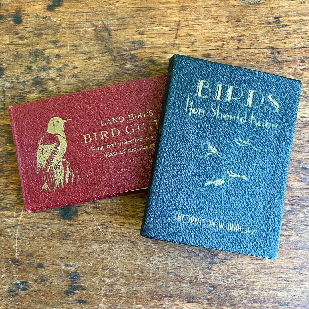 Vintage Bird Field Guides, Bird Guide: Land Birds East of the Rockies ...