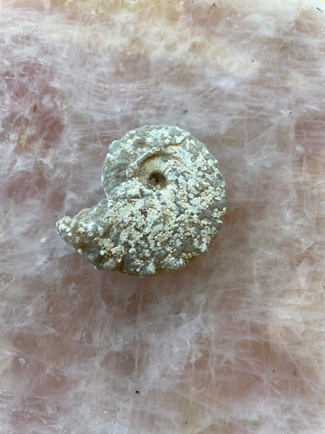 Agatized Ammonite AKA Fossilized Shell - Etsy