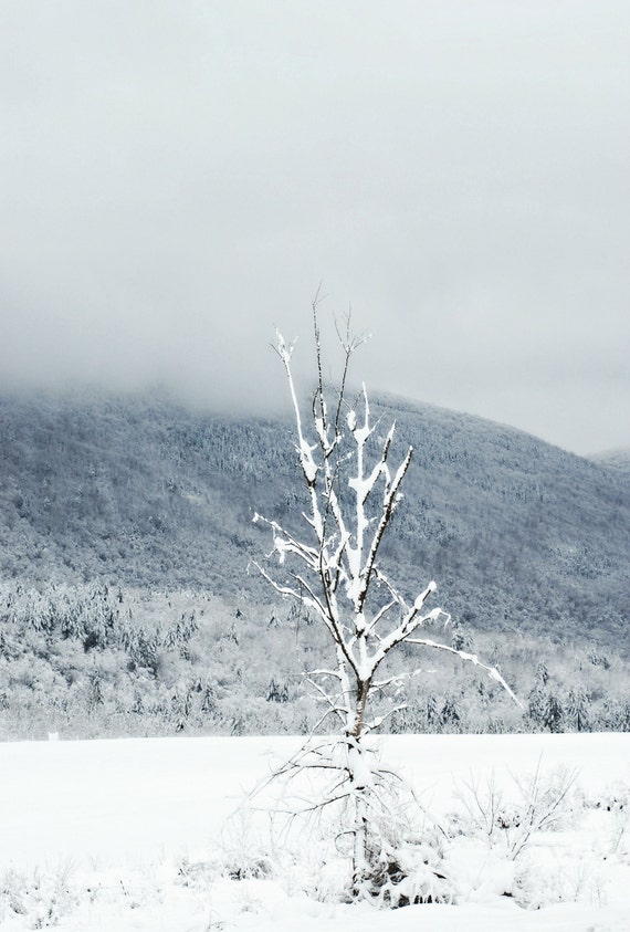 Tiny Tree Standing Alone in the Storm Nature Art Photo Print | Etsy