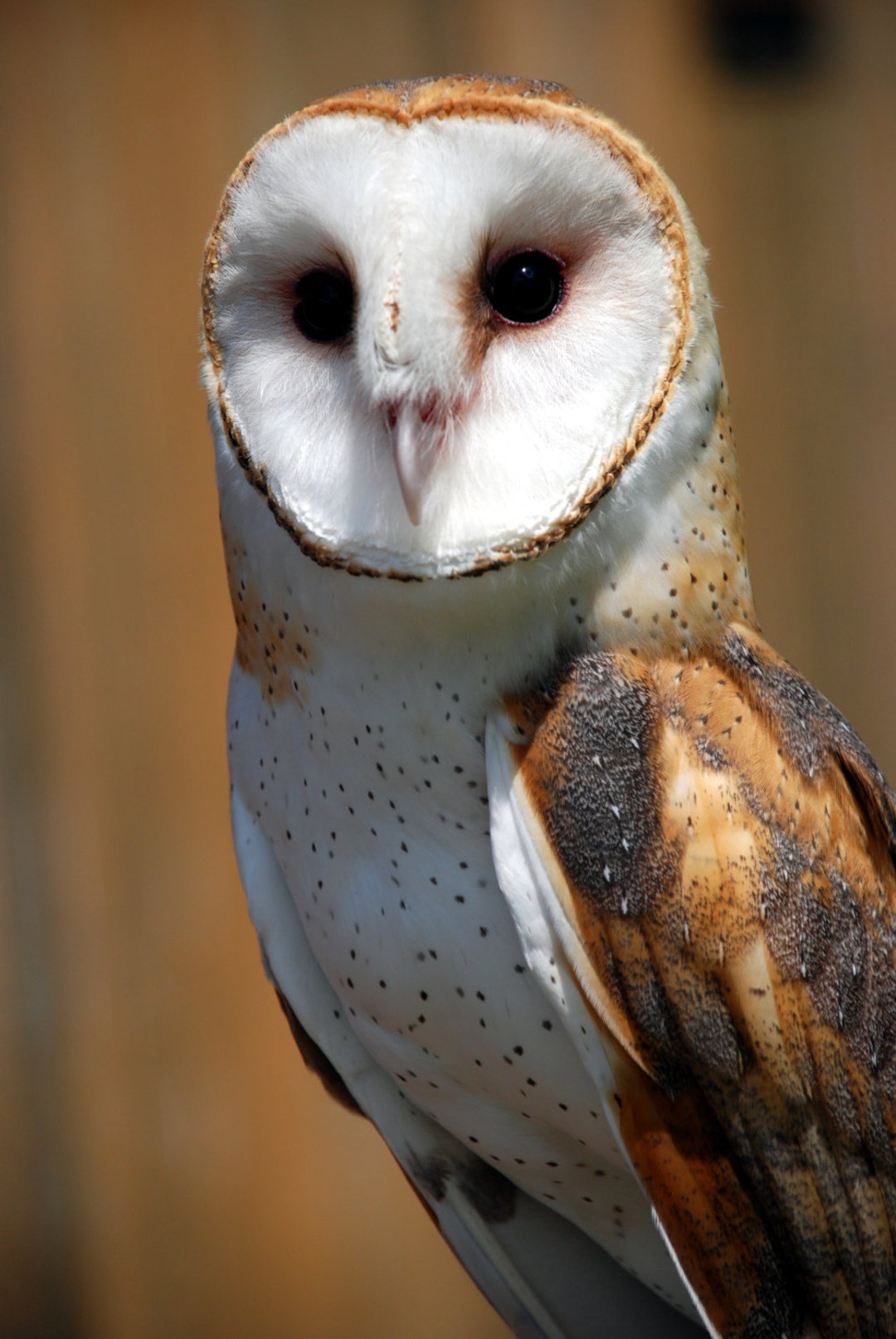 Barn Owl Portrait, Original Nature Art Photo - Etsy