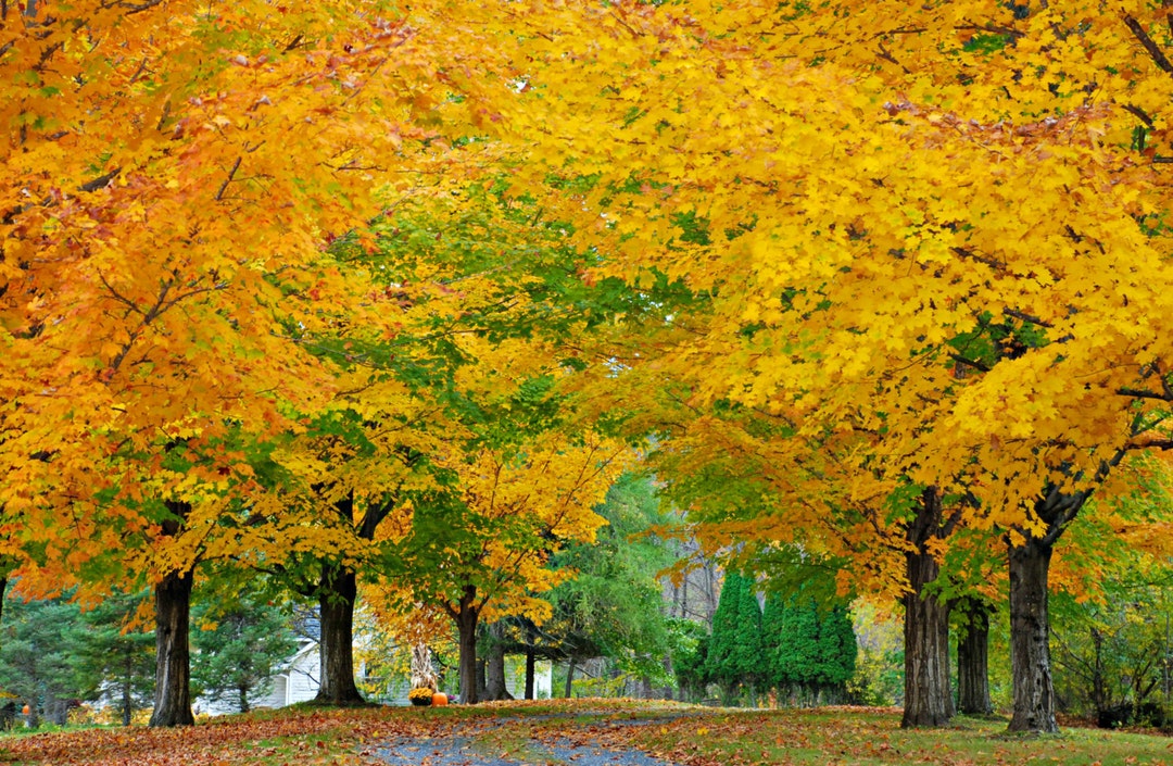 Autumn Sugar Maples in Vermont, Original Nature Art Photo - Etsy